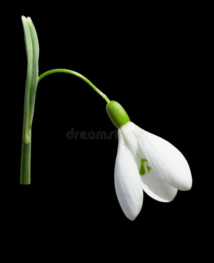 Beautiful snowdrop flower. stock photo. Image of life - 72748336