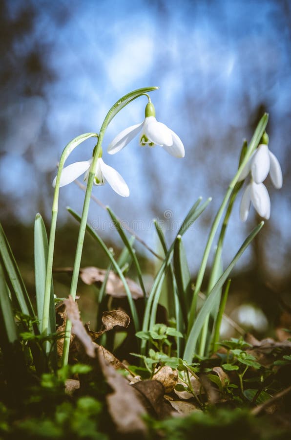Beautiful snowdrop flower stock image. Image of blue - 67466123
