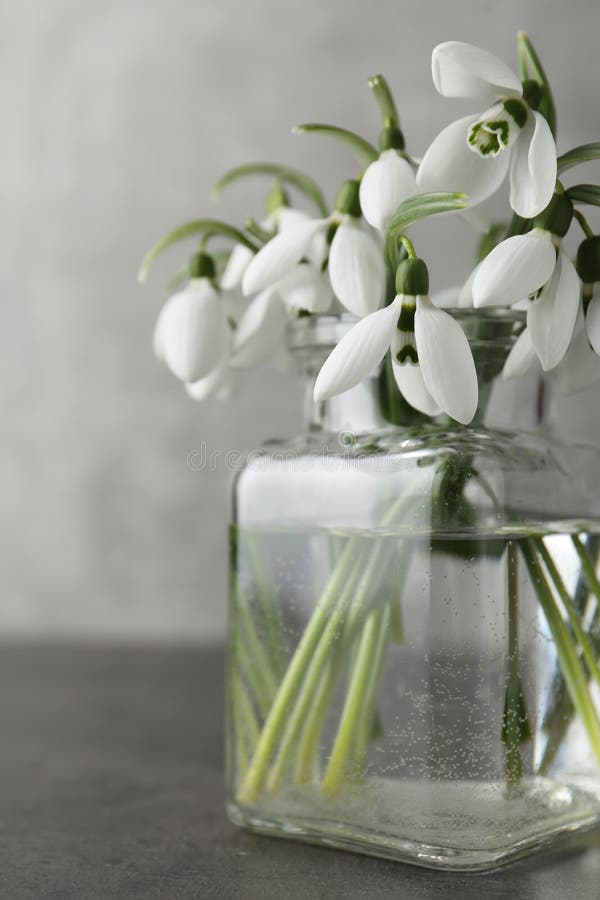 Beautiful Snowdrop Flowers in Glass Jar on Grey Table Stock Photo ...