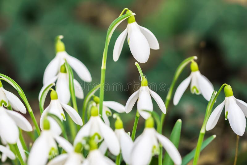 Beautiful Snowdrop Flowers in the Winter Stock Image - Image of nature ...