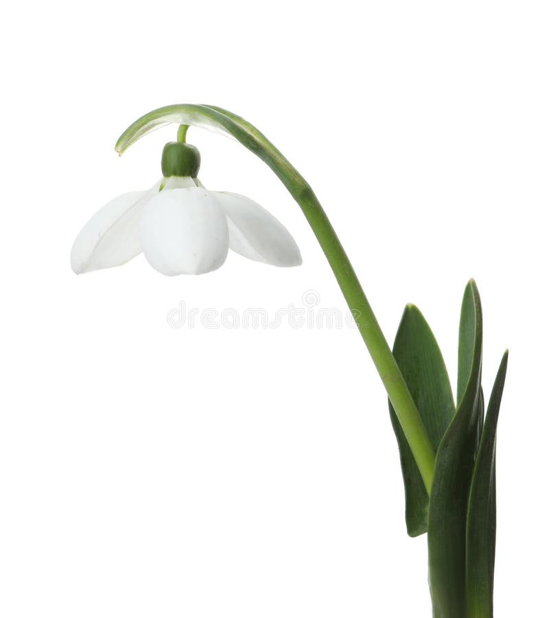 Beautiful Snowdrop Isolated. Spring Flower Stock Image - Image of ...