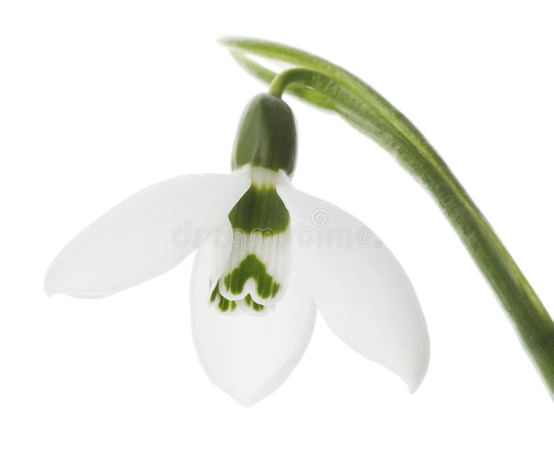 Beautiful Snowdrop Isolated on White. Spring Flower Stock Photo - Image ...