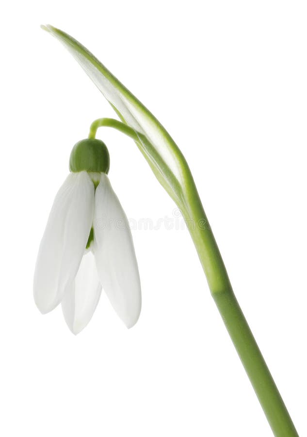 Beautiful Snowdrop Isolated on White. Spring Flower Stock Photo - Image ...