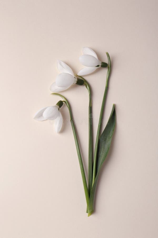 Beautiful Snowdrops on Beige Background, Flat Lay Stock Image - Image ...