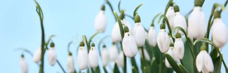 Beautiful Snowdrops on Blue Background, Banner Design. First Spring ...