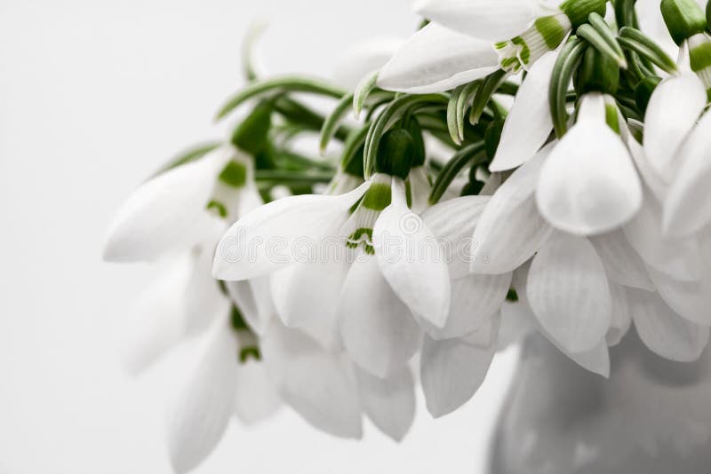 Beautiful Snowdrops in a Bouquet Stock Photo - Image of plant ...