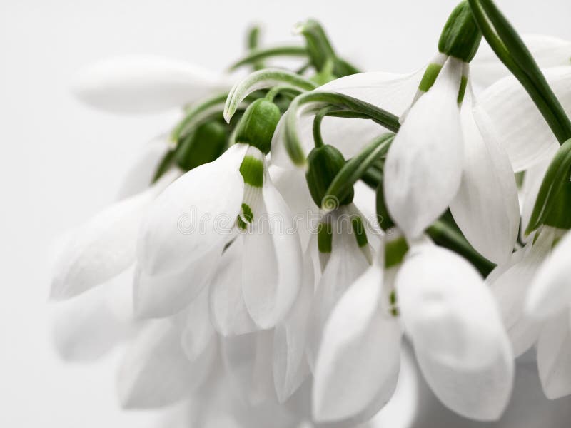 Beautiful Snowdrops in a Bouquet Stock Image - Image of detail, bouquet ...