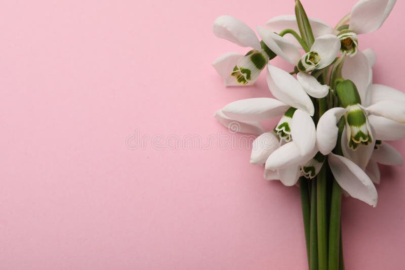 Beautiful Snowdrops on Pink Background, Top View. Space for Text Stock ...