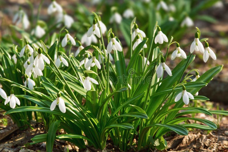 Beautiful Snowdrops in Spring Forest Stock Image - Image of forest ...