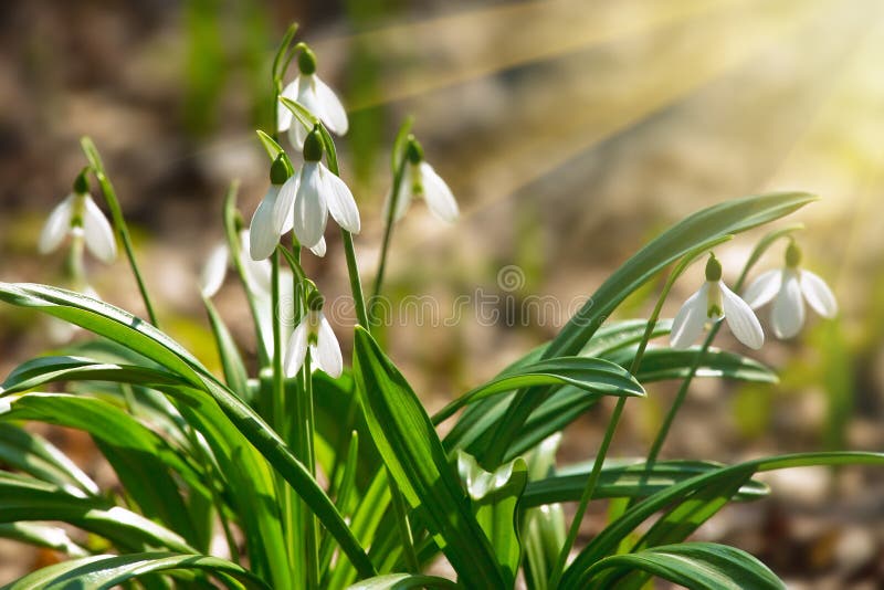 Beautiful Snowdrops in Spring Forest Stock Image - Image of natural ...