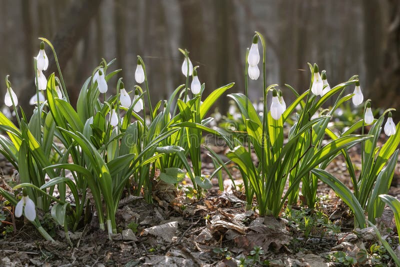 Beautiful Snowdrops in a Garden Stock Photo - Image of white, soil ...