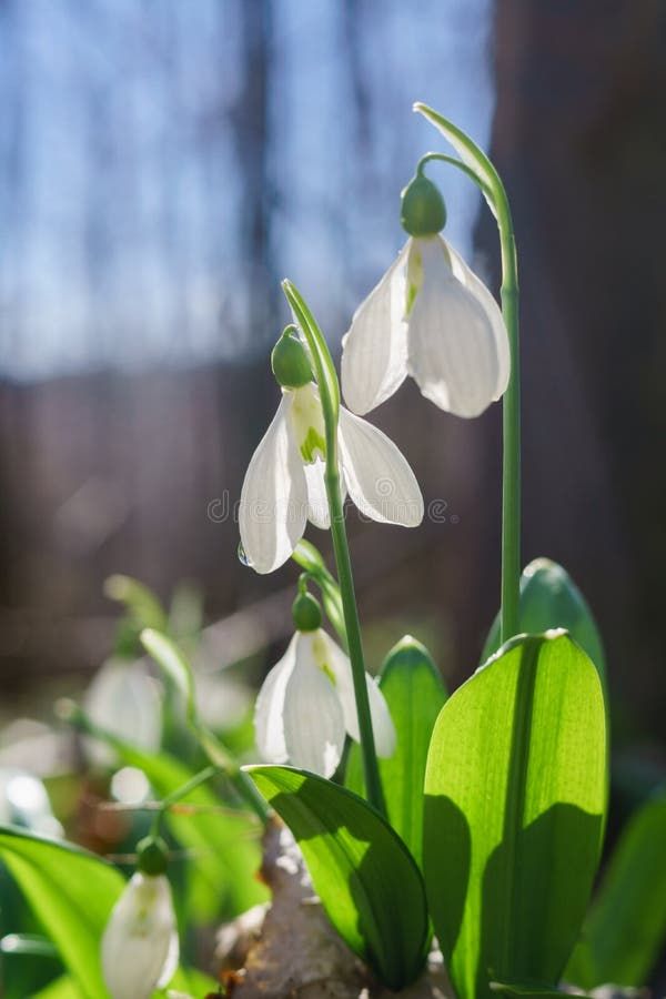 Beautiful Snowdrops in a Garden Stock Photo - Image of white, soil ...
