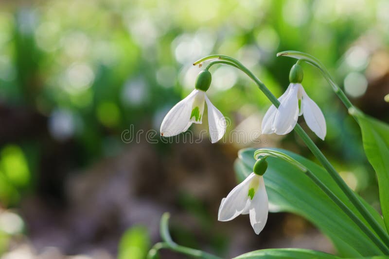 Beautiful Snowdrops Flower Blossom Isolated on White Panorama ...