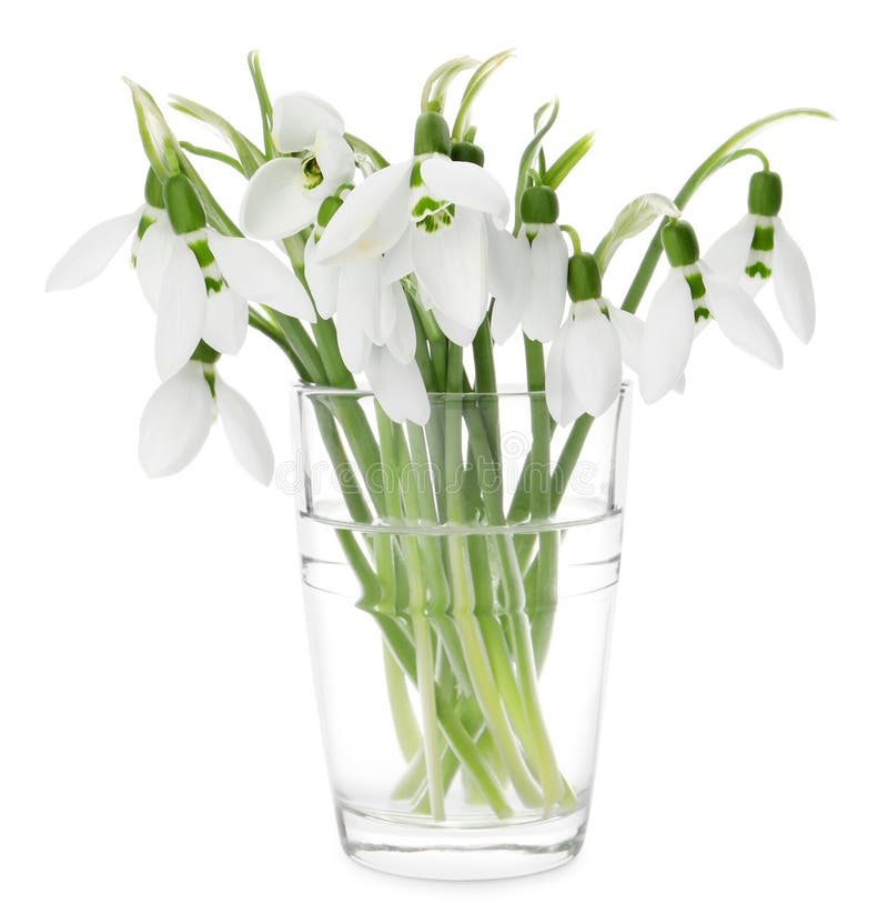 Beautiful Snowdrops in Vase Isolated on White. Spring Flowers Stock ...