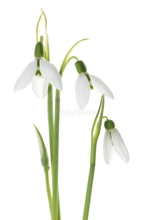 Beautiful Snowdrops on White Background. Spring Flowers Stock Image ...