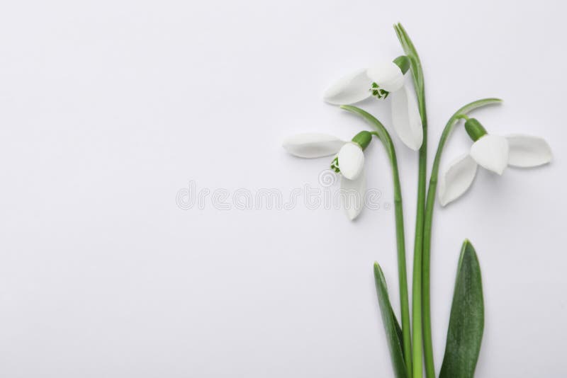 Beautiful Snowdrops on White Background, Top View Stock Photo - Image ...