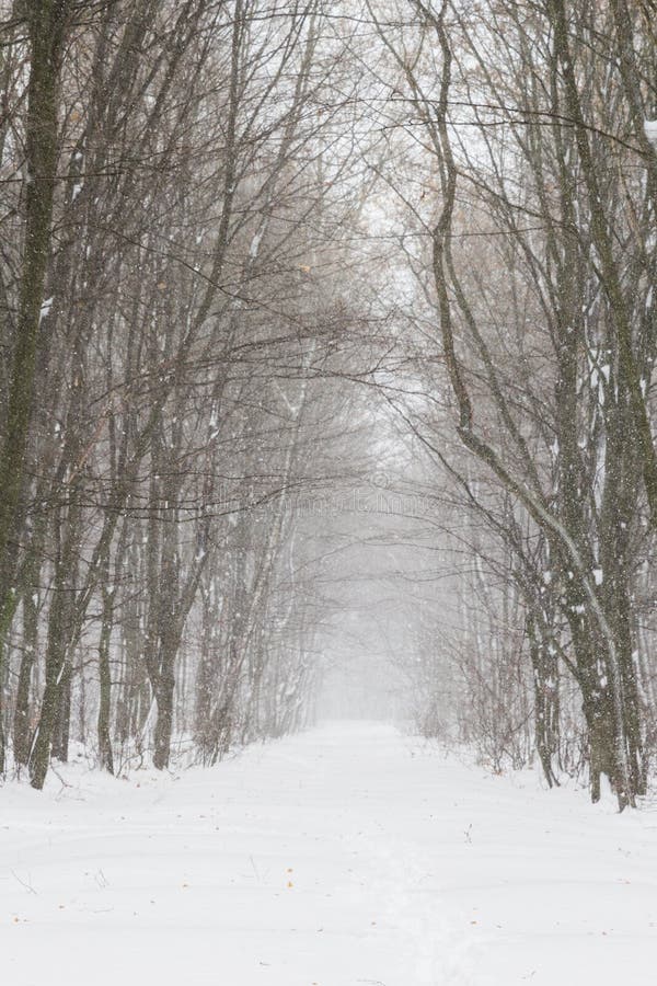 Beautiful Snowfall in White Forest Stock Image - Image of nature, scene ...