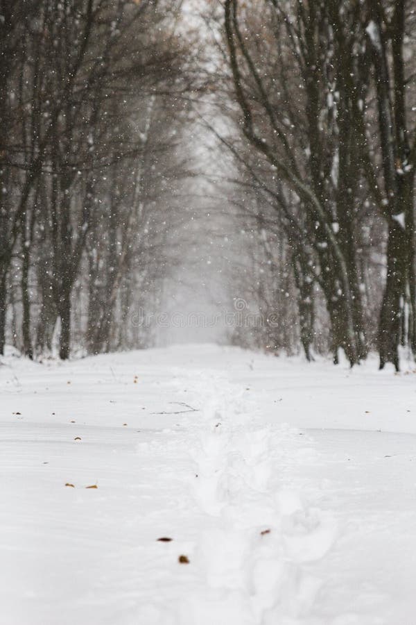 Beautiful Snowfall in White Forest Stock Image - Image of beauty, frost ...