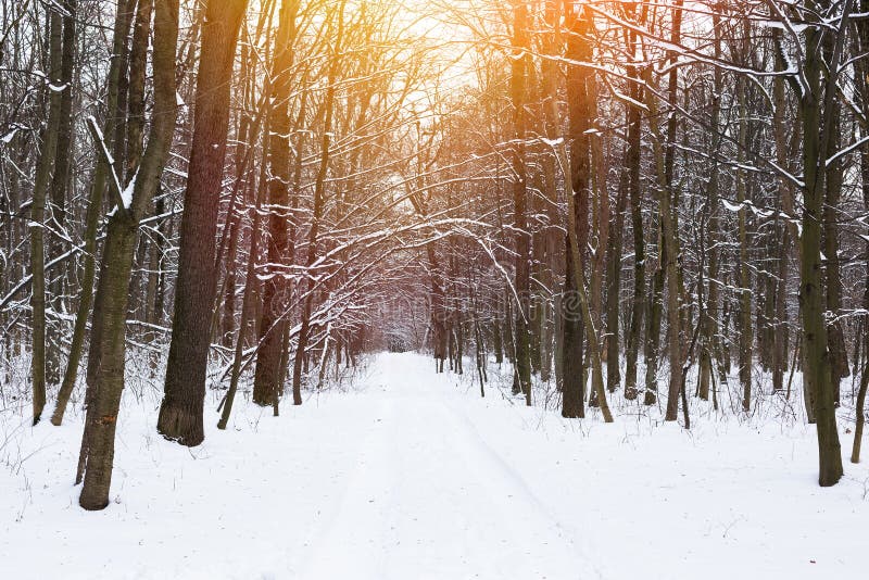 Beautiful Snowing Forest in Calm Winter Weather Stock Image - Image of ...