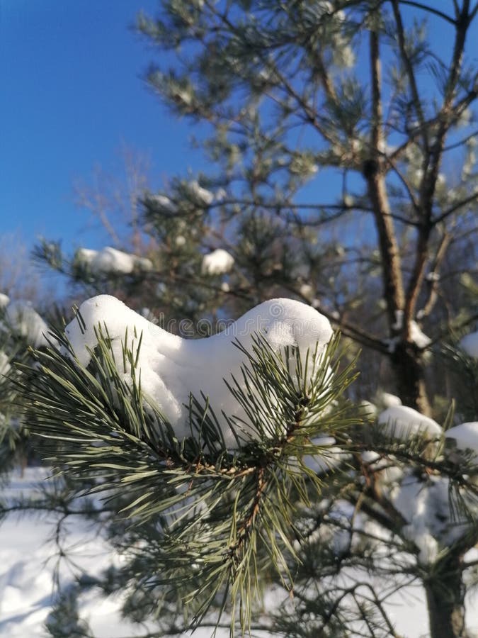 Beautiful Snowy Branch Tree Stock Image - Image of bluesky, snowy ...