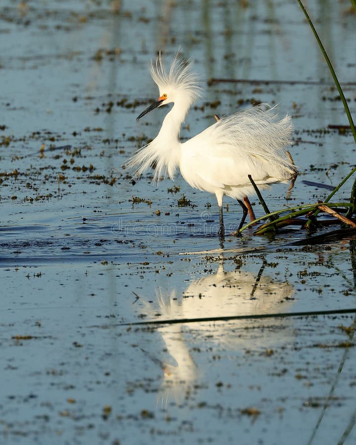 Beautiful Snowy Egret, Egretta Thula. Stock Photo - Image of plumes ...