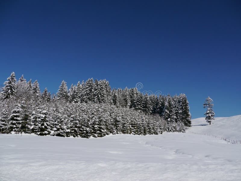 Beautiful Snowy Landscape Forest Stock Image - Image of tree, alps ...