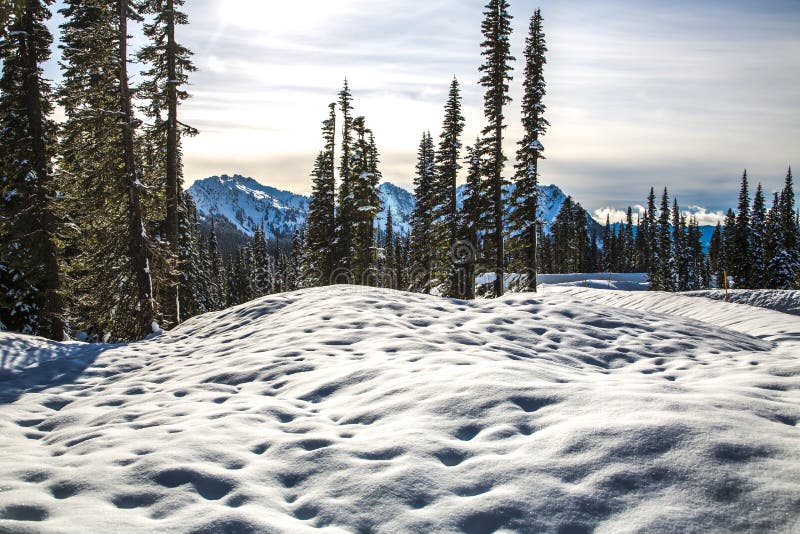 Beautiful Snowy Mountains and Beautiful Forest in Mountain Rainier ...