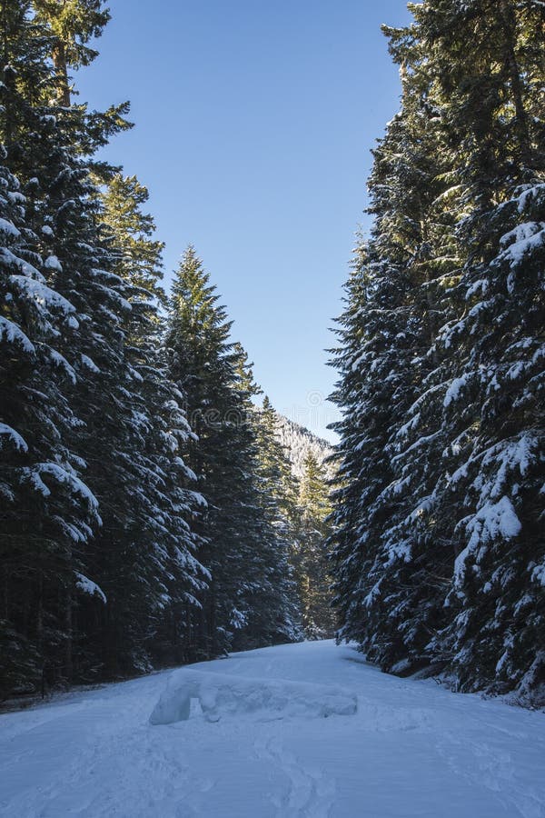 Beautiful Snowy Mountains and Beautiful Forest in Mountain Rainier ...