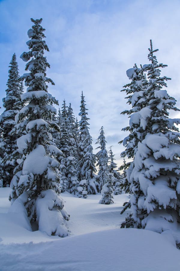 Beautiful Snowy Mountains and Beautiful Forest in Mountain Rainier ...