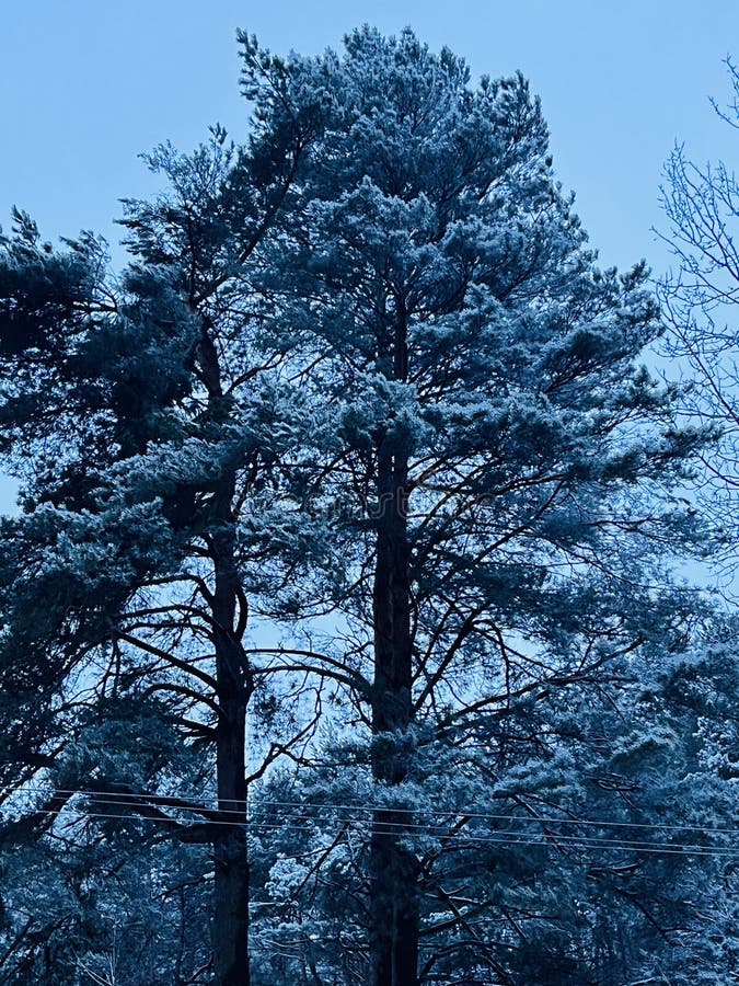 Beautiful Snowy Pines on the Background of the Blue Sky. Stock Photo ...