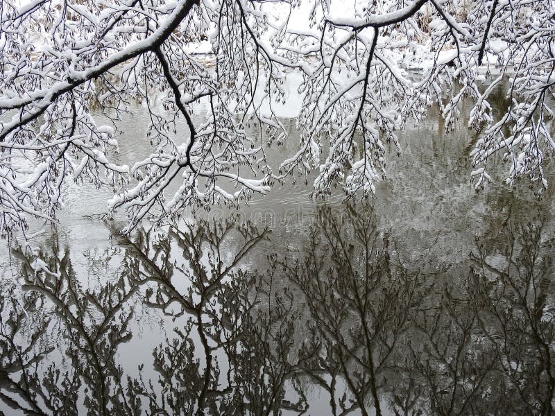 Beautiful Snowy Tree Branches and River, Lithuania Stock Image - Image ...