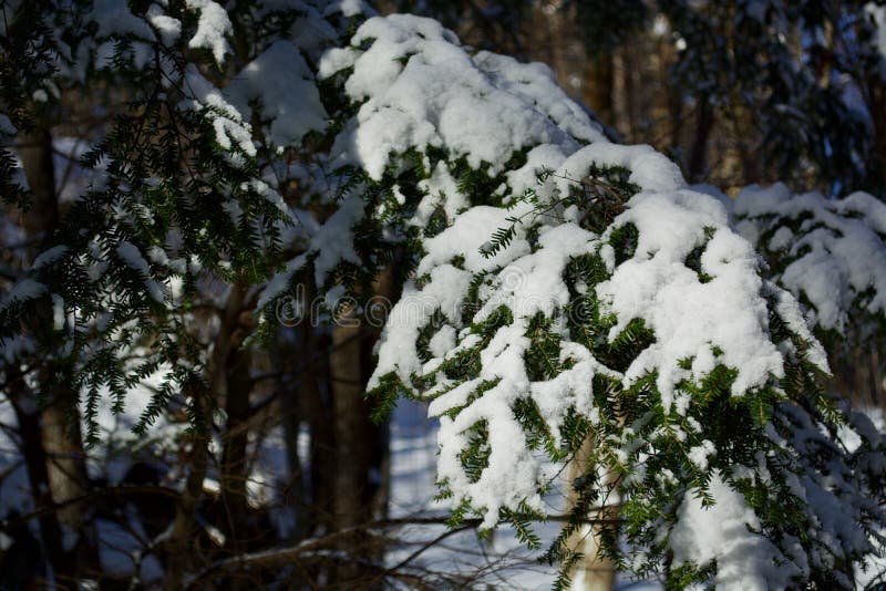 Beautiful snowy tree stock image. Image of snowy, outdoor - 109505723