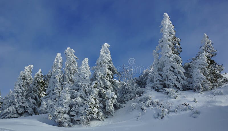 Beautiful snowy trees stock image. Image of nature, north - 50146417