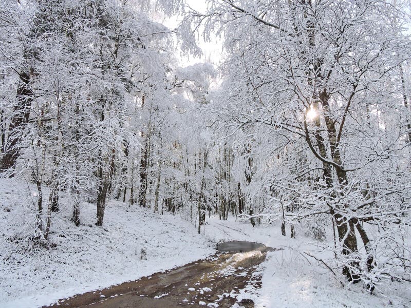 Beautiful Snowy Tree Branches and River, Lithuania Stock Image - Image ...