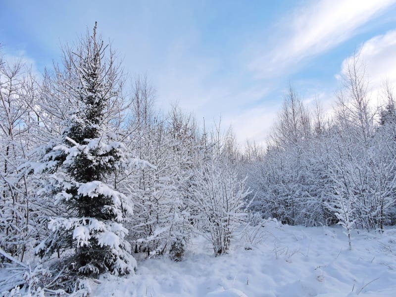 Beautiful snowy trees stock image. Image of clouds, white - 90878495