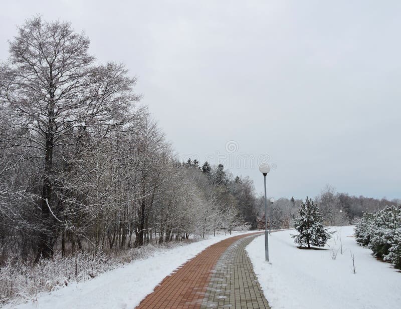 Beautiful Snowy Trees and Path , Lithuania Stock Photo - Image of plant ...