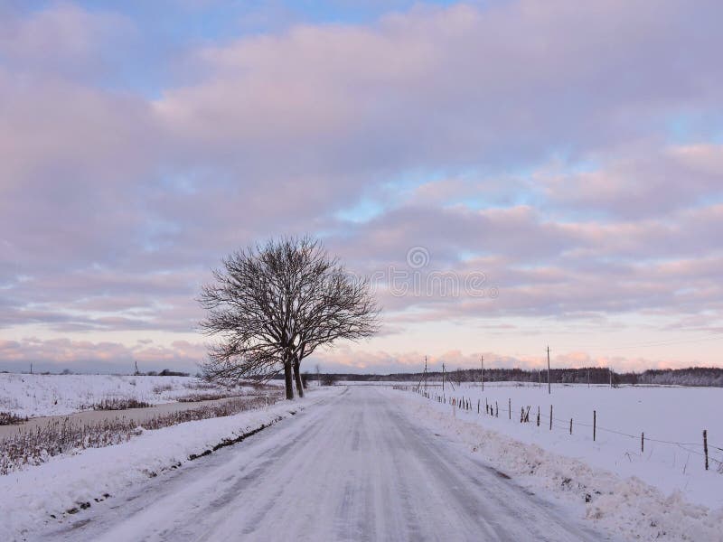 Beautiful Snowy Trees and Road , Lithuania Stock Image - Image of tree ...