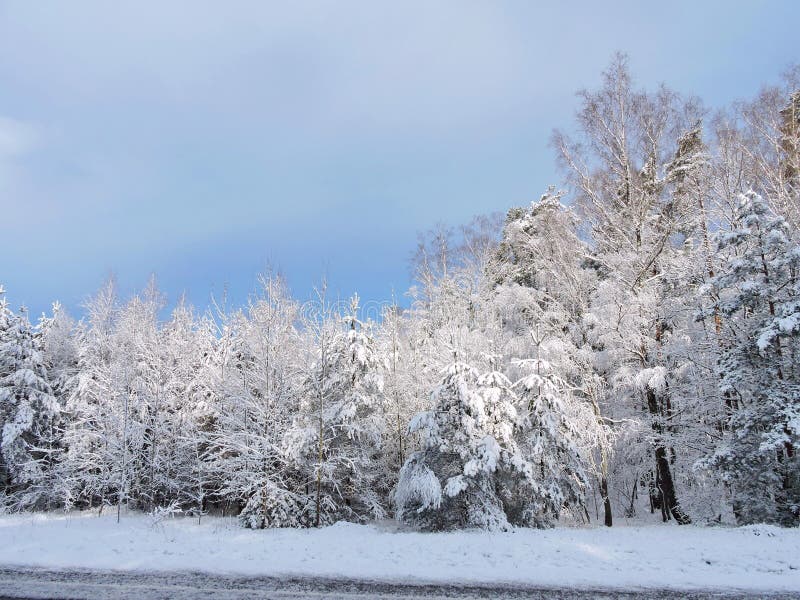 Beautiful Snowy Tree Branches and River, Lithuania Stock Image - Image ...