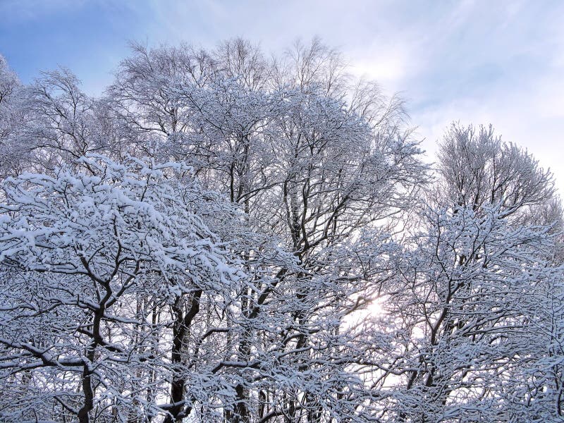 Beautiful Snowy Tree Branches and River, Lithuania Stock Image - Image ...