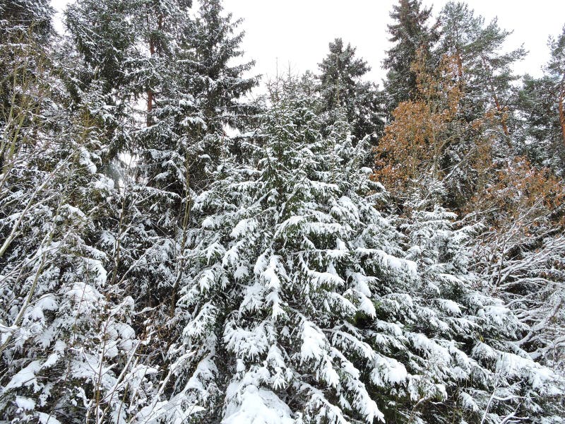 Beautiful Snowy Trees in Winter, Lithuania Stock Image - Image of ...