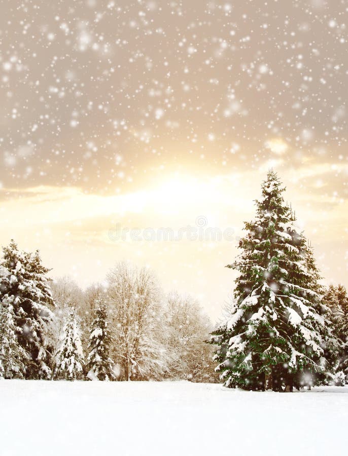Beautiful and Snowy Winter Forest Background Stock Image - Image of ...