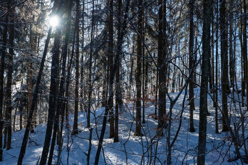 Beautiful Snowy Winter Forest in the Sunlight Stock Photo - Image of ...