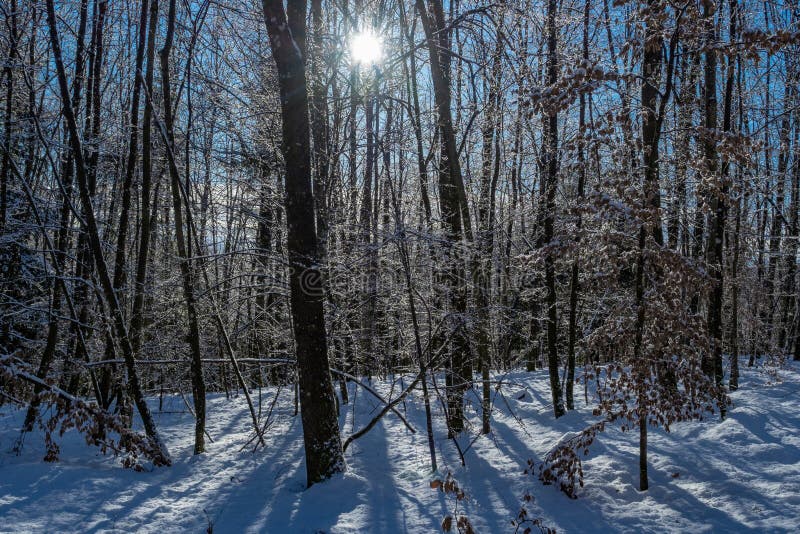 Beautiful Snowy Winter Forest in the Sunlight Stock Photo - Image of ...