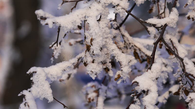 Beautiful Snowy Winter Snow Tree Stock Photo - Image of weather, snow ...