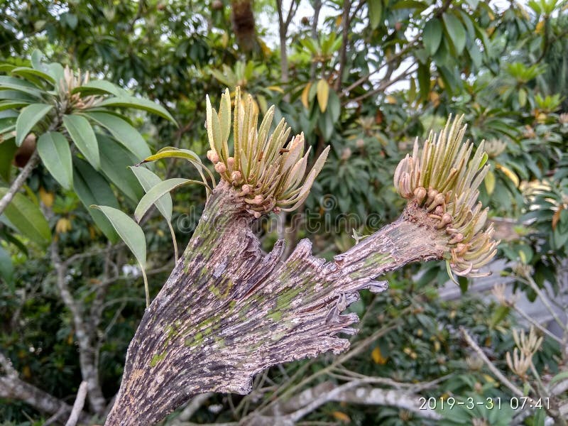 Beautiful sofa tree stock photo. Image of unick, world - 152987554