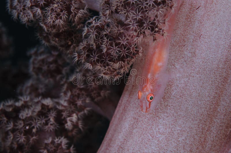 Beautiful Soft Coral Goby on a Soft Coral in Japan Stock Photo - Image ...