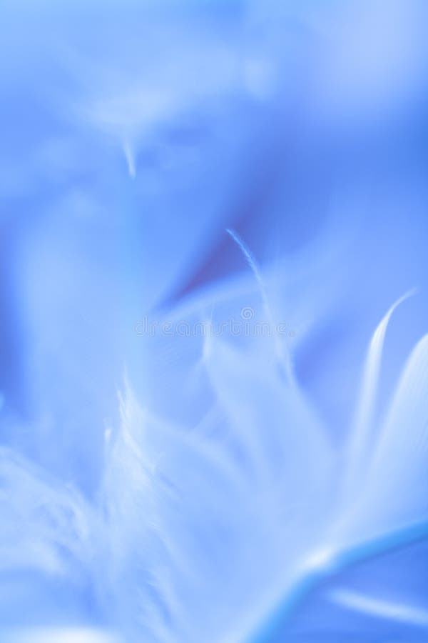 Beautiful Blue Soft Feathers Background Texture Stock Photo - Image of ...