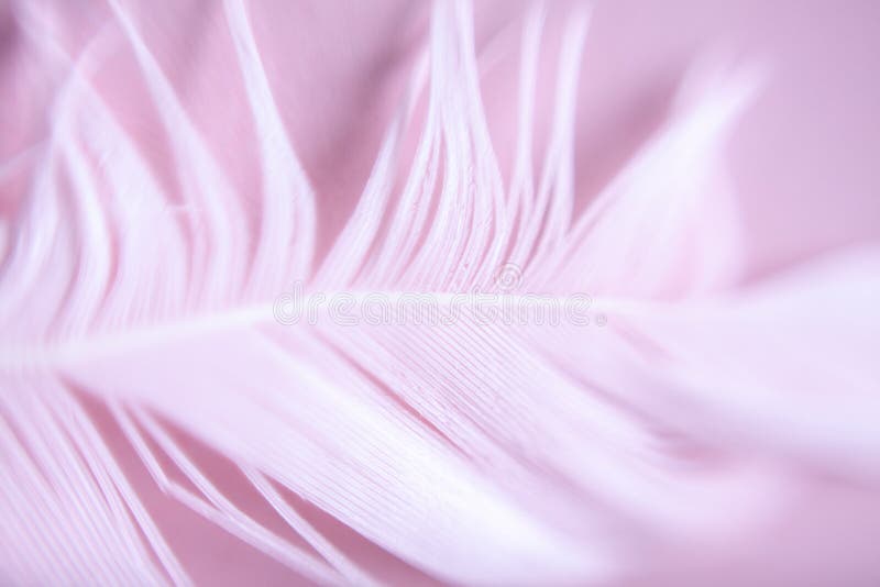 Beautiful Soft Feathers Background Texture Stock Photo - Image of ...