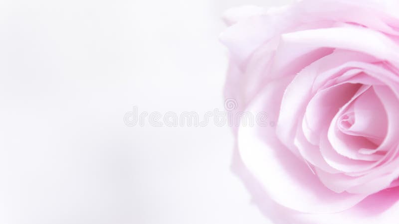 Beautiful soft focus Rose. stock image. Image of filter - 100431447