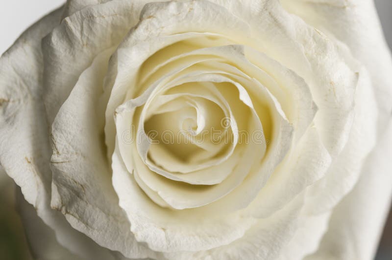 Beautiful Soft Fresh White Rose Close Up Stock Image - Image of flower ...